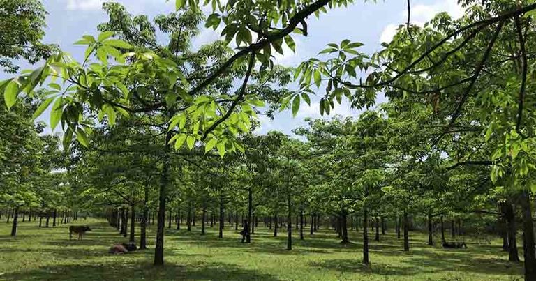 Shimul Bagan Sunamganj : শিমুল বাগান ভ্রমণ গাইড (তাহিরপুর)