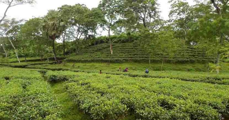 Banshkhali: An Attractive Tourist Upazilla Of Chittagong