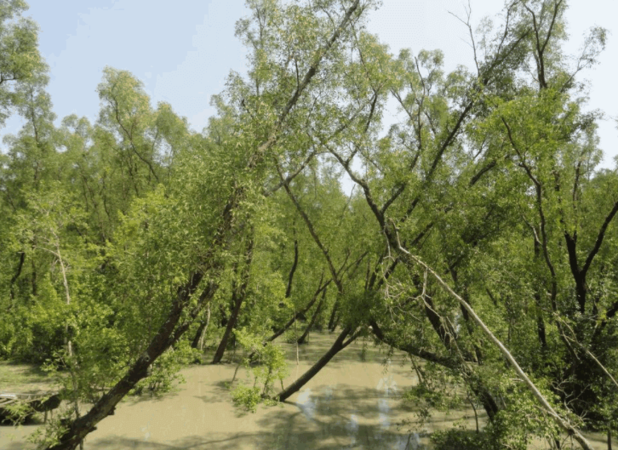 Haringhata A Visiting Place At Barguna