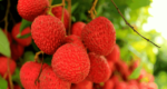 Lichi Bagan A Garden At Dinajpur