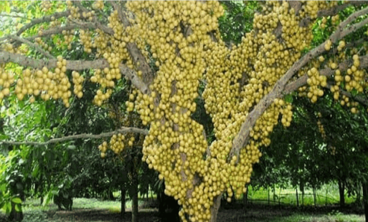 Lotkon Bagan A Garden At Narshingdi