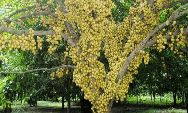 Lotkon Bagan A Garden At Narshingdi