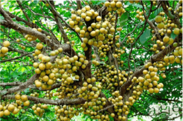 Lotkon Bagan A Garden At Narshingdi