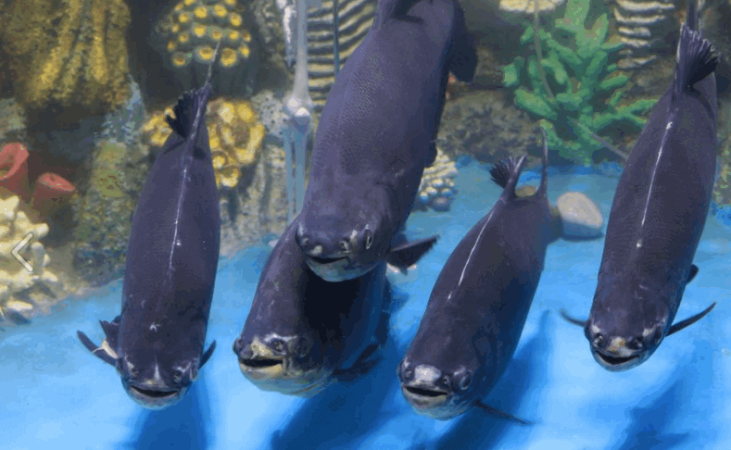 Radient Fish World A Fish Aquariam At Cox’s Bazar