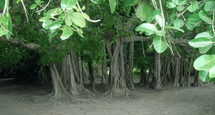Shaitta Botgach A Old Tree At Dhaka