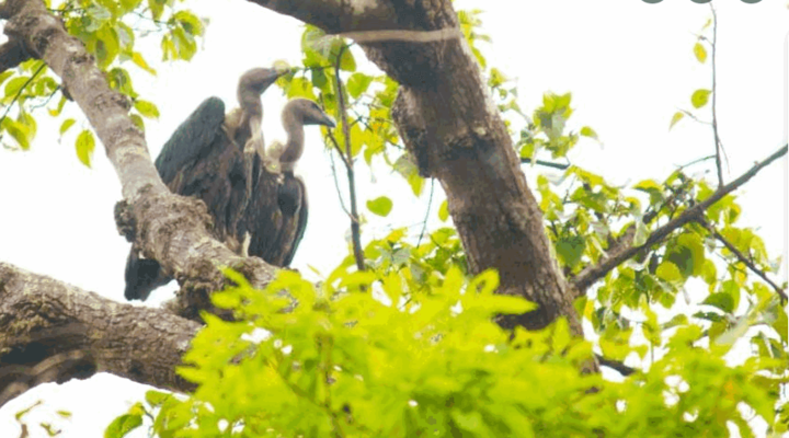 Rema Kalenga Reserved Forest At Habiganj