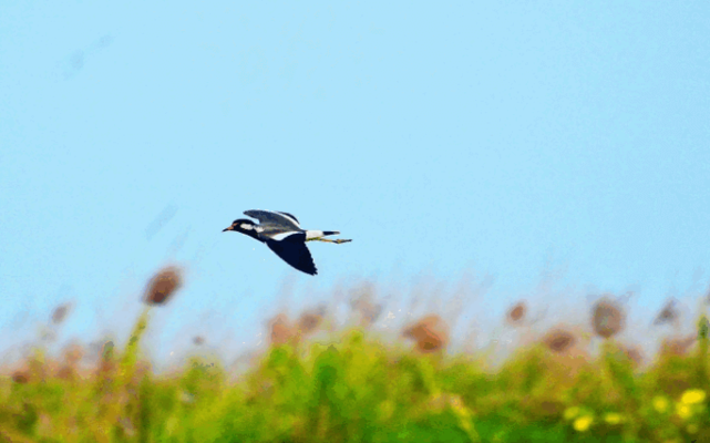 Chalan Beel A Beautiful Beel At Pabna – Lrb Travel Team | Journey For ...