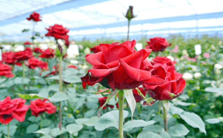 Golap Gram A Beautiful Flower Land At Sadullahpur