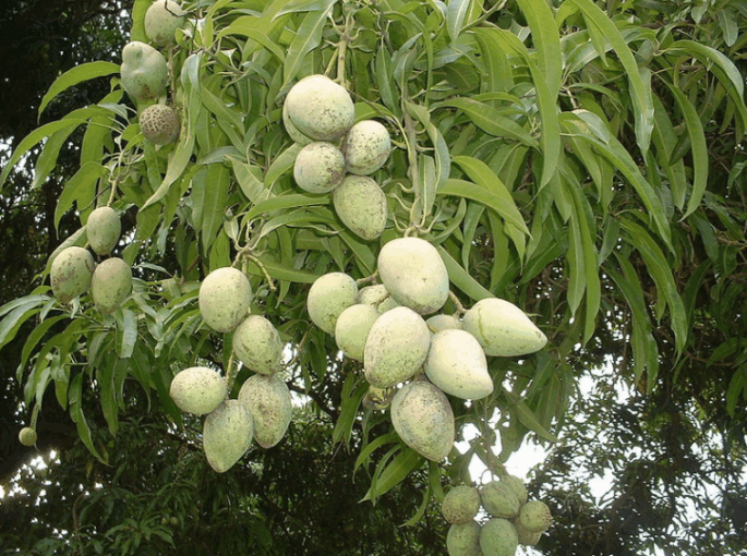 Harivanga Mango A Popular Sweet And Testy Mango At Rangpur