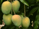 Harivanga Mango A Popular Sweet And Testy Mango At Rangpur