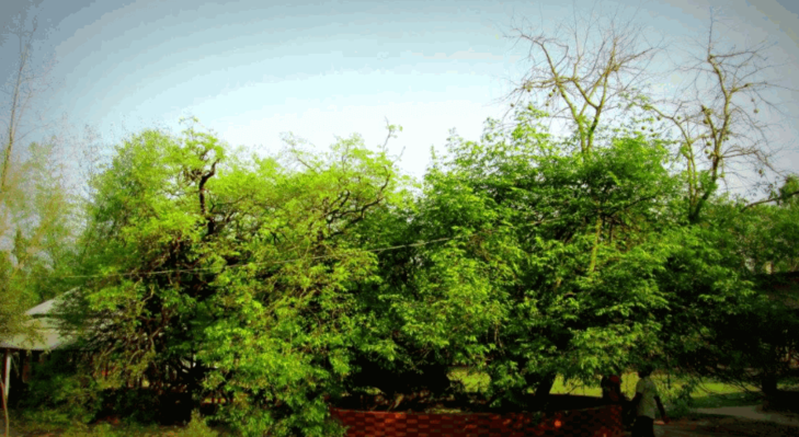 Gupta Vrindavan The Memorial Of Radha-Krishna’s Secret Affair At Tangail