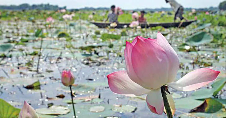 Ghughutia Paddo Bill At Brahmanbaria (Traveling Guide)